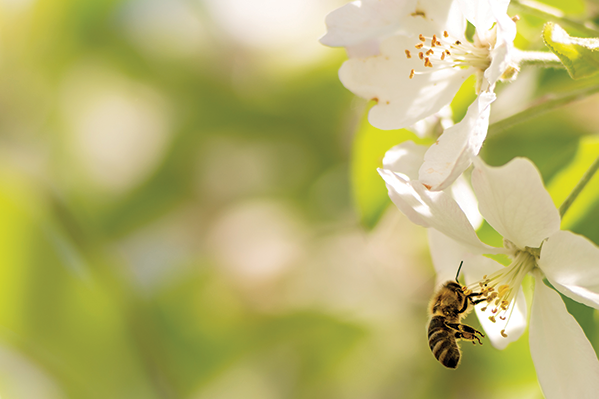 Forest Literacy Framework - Project Learning Tree Canada