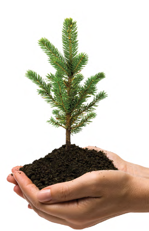 Trillions of Trees - Project Learning Tree Canada